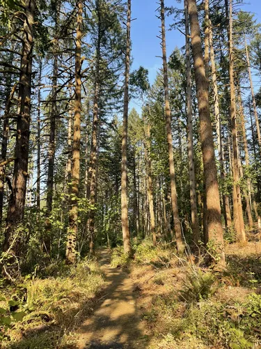 Best Hikes and Trails in Magness Memorial Tree Farm | AllTrails