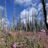 Rainbow Range Trail, British Columbia, Canada - 74 Reviews, Map | AllTrails