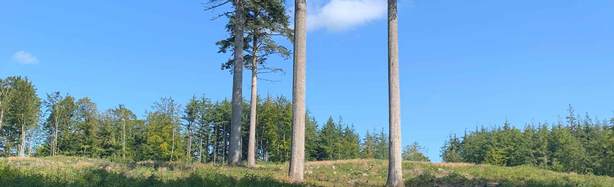 Knøsen - Knaghøj, North Denmark, Denmark - 14 Reviews, Map | AllTrails