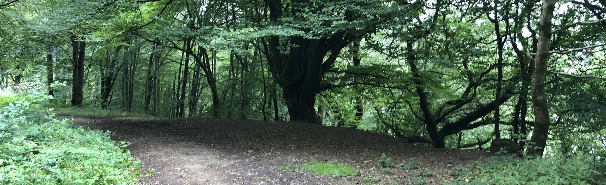 Pickle Wood - Eastern Cleddau, Pembrokeshire, Wales - 15 Reviews, Map ...