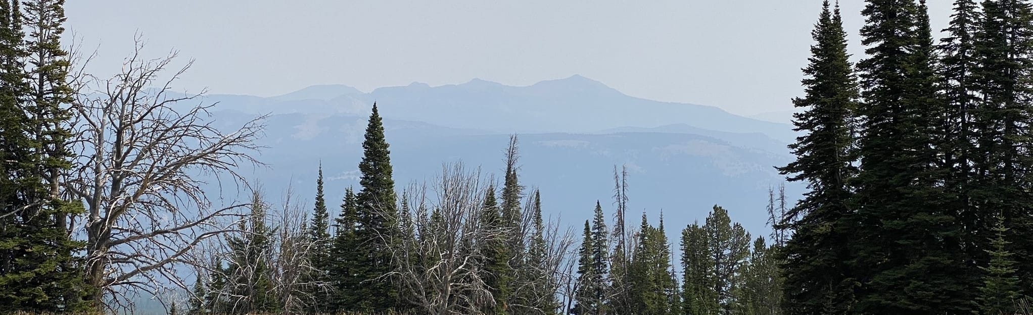 Buck Ridge Trail: 9 Reviews, Map - Montana | AllTrails