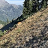 Klahhane Ridge Trail to Lake Angeles, Washington - 265 Reviews, Map ...