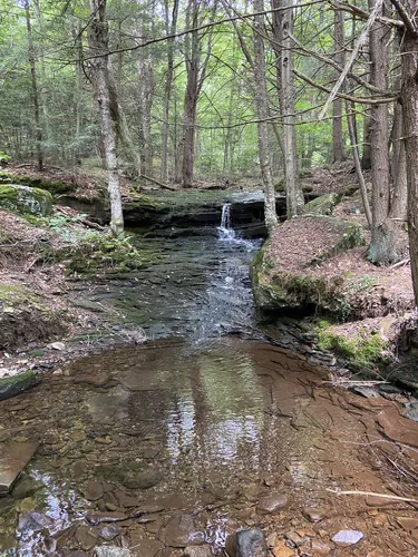10 Best Hikes and Trails in Tioga State Forest | AllTrails