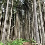 Narnia Trail, Washington - 111 Reviews, Map | AllTrails