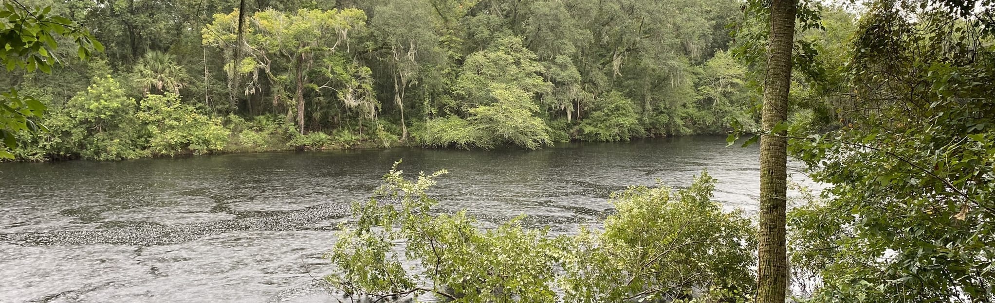 Twin Rivers Black Tract: 9 Reviews, Map - Florida | AllTrails