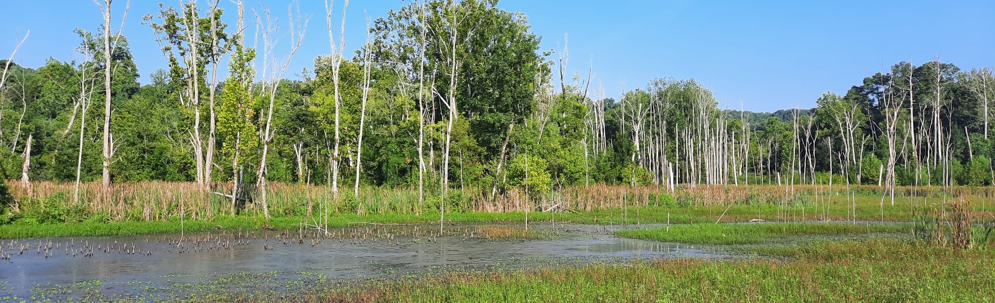 TVA Marbut Bend Trail, Alabama - 26 Reviews, Map | AllTrails