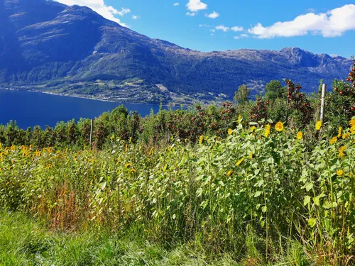 2023 Best Hard Trails in Lofthus | AllTrails