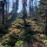 Chicago Stump Trail, California - 73 Reviews, Map | AllTrails