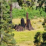 Chicago Stump Trail, California - 73 Reviews, Map | AllTrails