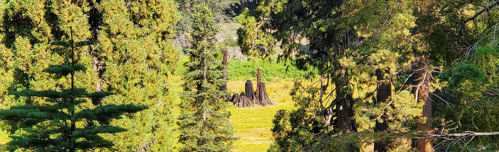 Chicago Stump Trail: 67 Reviews, Map - California | AllTrails