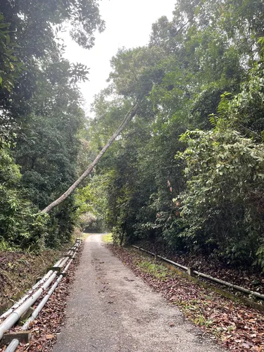 Best Hikes and Trails in Hutan Simpanan Bukit Bauk | AllTrails