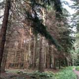 Bacton Woods Circular, Norfolk, England - 96 Reviews, Map | AllTrails