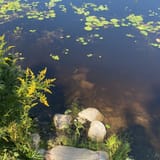 Knight's Pond Preserve , Maine - 237 Reviews, Map | AllTrails