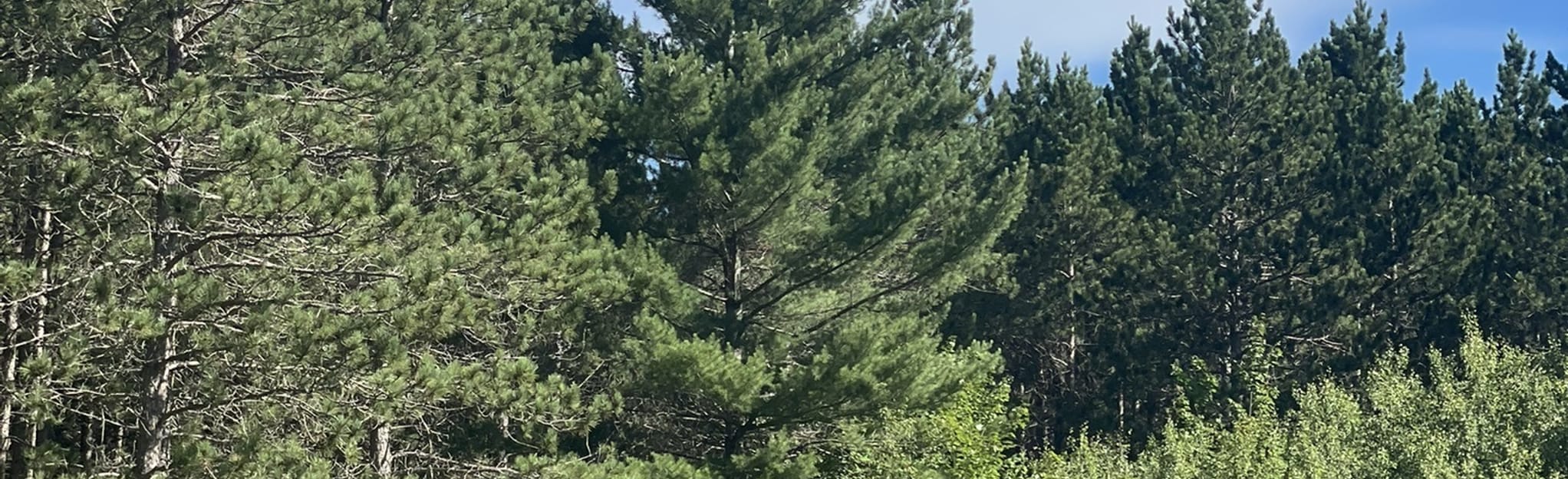 Pine Baron Pathway: Twim Hemlock, Relic Pine, and Highline Loop ...