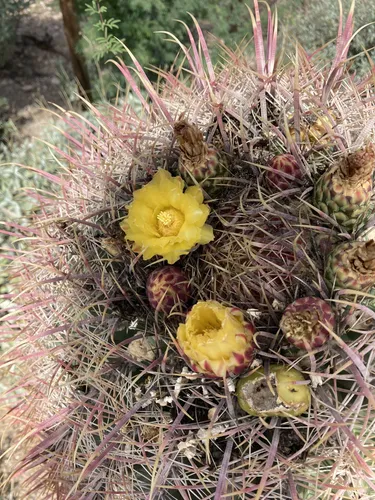 Best Hikes and Trails in Desert Arroyo Park | AllTrails