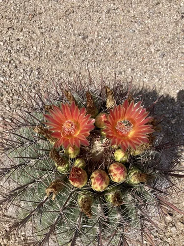 Best Hikes and Trails in Desert Arroyo Park | AllTrails