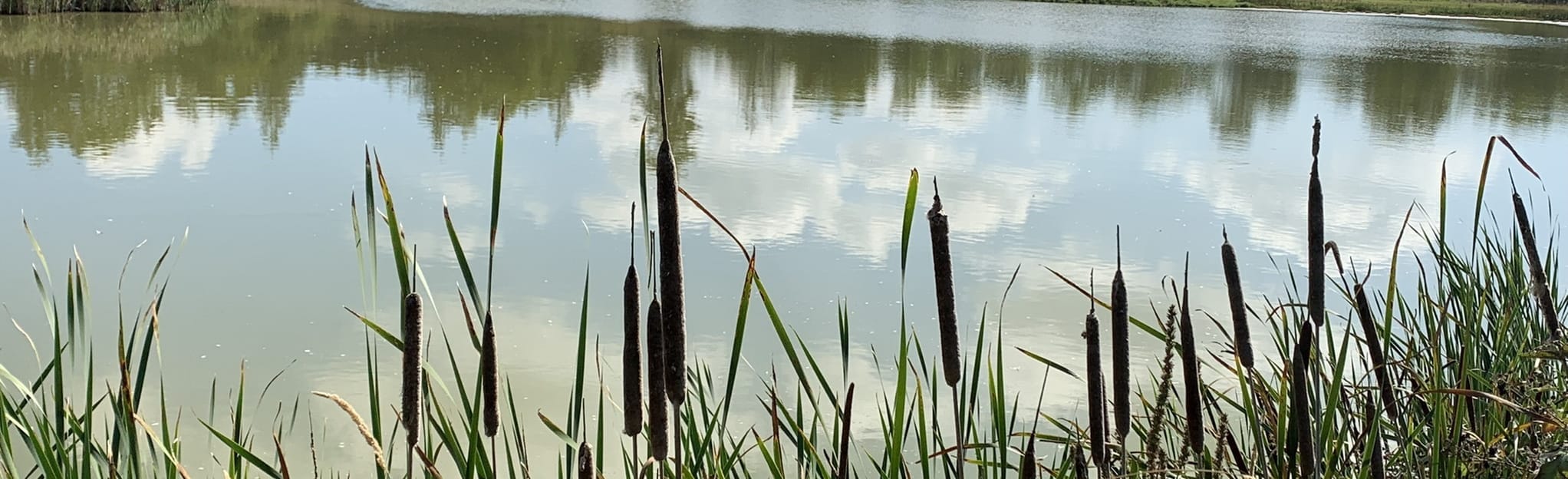 Reifel Bird Sanctuary Loop: 63 Reviews, 91 Photos, Map - British ...