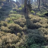 Chicago Stump Trail, California - 73 Reviews, Map | AllTrails