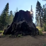 Chicago Stump Trail, California - 73 Reviews, Map | AllTrails