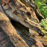 Chicago Stump Trail, California - 73 Reviews, Map | AllTrails