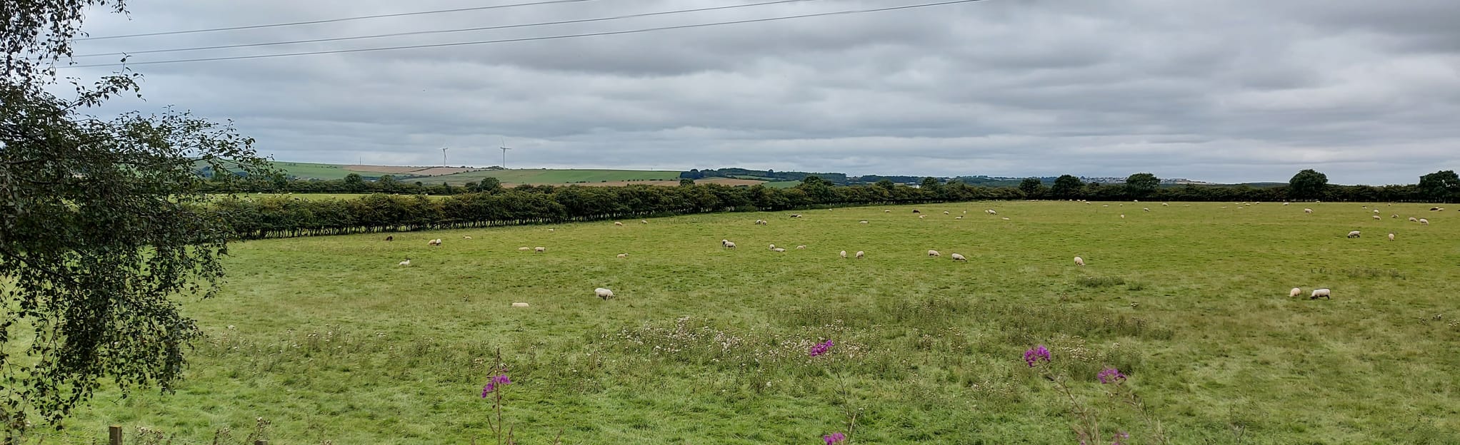 Sacriston Wood Local Nature Reserve Circular, County Durham, England ...