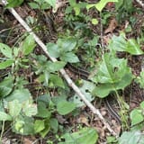 Jacks Knob Trail, Georgia - 135 Reviews, Map | AllTrails
