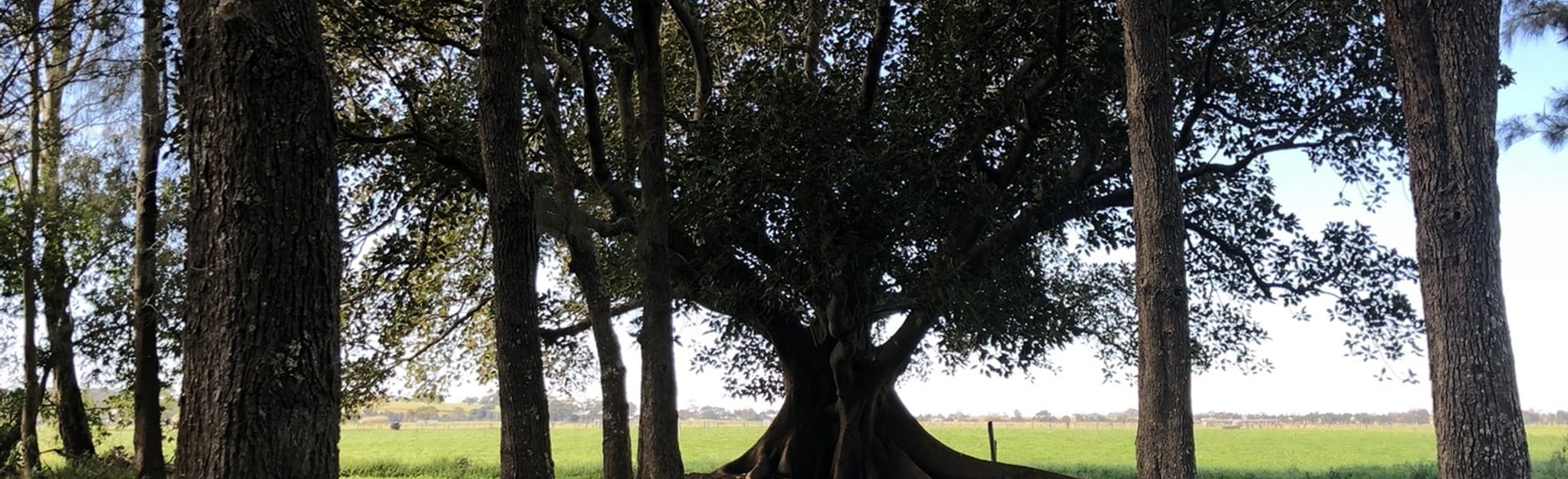 Morpeth Common, New South Wales, Australia - 4 Reviews, Map | AllTrails