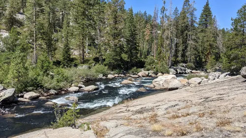 Best Forest Trails in Camp Connell | AllTrails