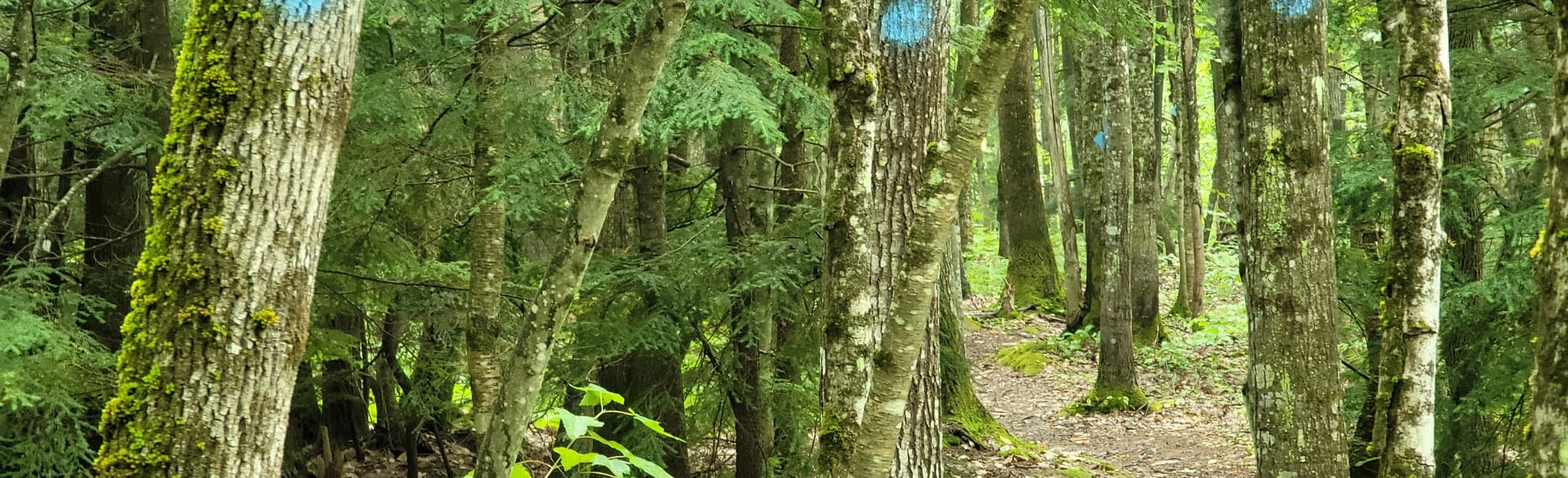 Lost Creek Yurt and Lost Lake via Lost Lake Trail | Map, Guide ...