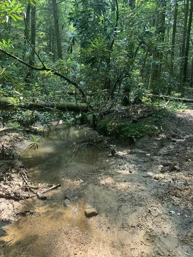 Best Forest Trails in Strunk | AllTrails