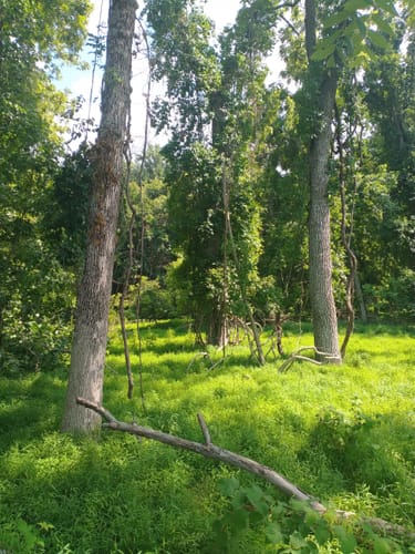 Best 10 Hikes and Trails in Cromwell Valley Park | AllTrails