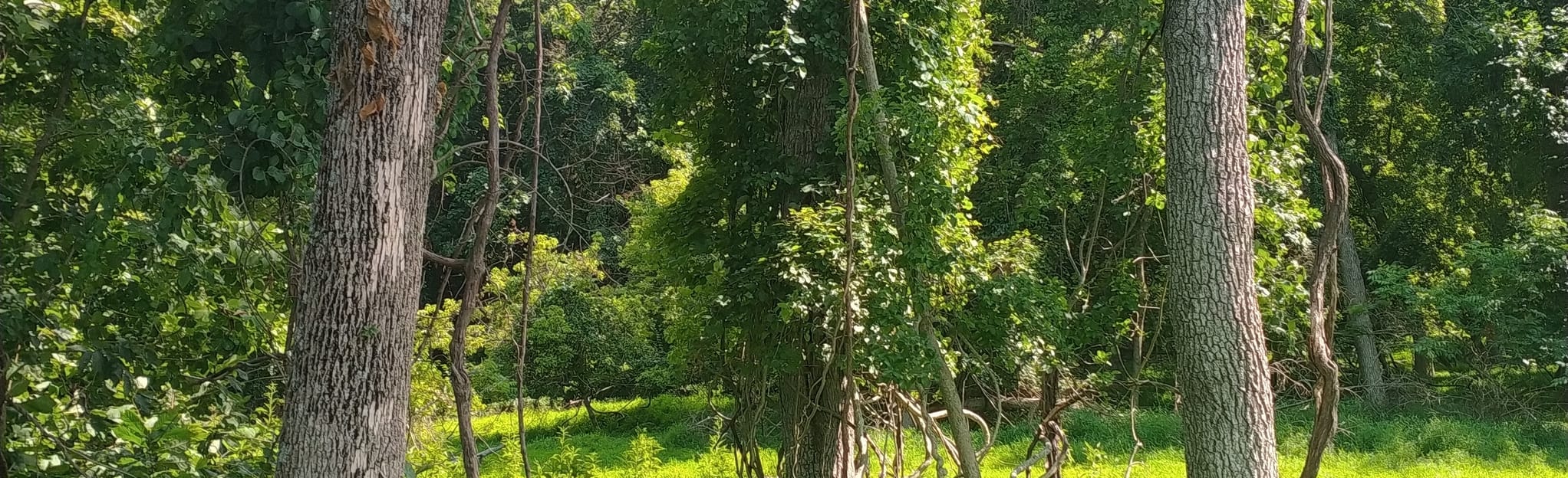 Cromwell Valley Reservoir Trail, Maryland - 345 Reviews, Map | AllTrails