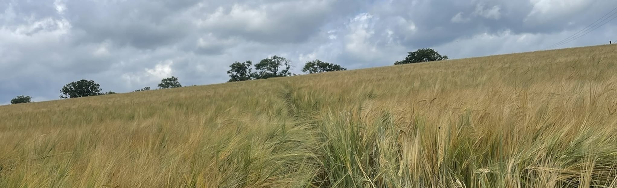 Busky Wood and Burroughs Wood Circular, 18 Fotos - Leicestershire ...