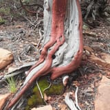 Pine Strawberry Trail to Arizona Trail, Arizona - 154 Reviews, Map ...