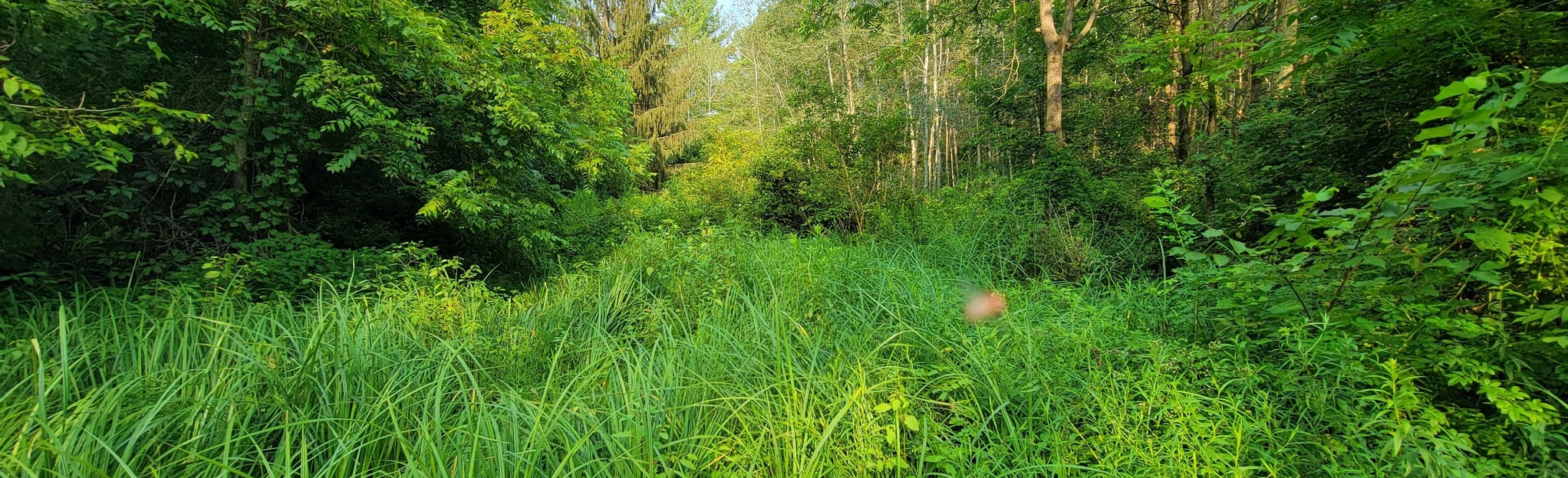 Longwoods Road Conservation Area: 251 Reviews, Map - Ontario, Canada ...