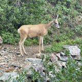 Death Canyon Loop, Wyoming - 119 Reviews, Map | AllTrails