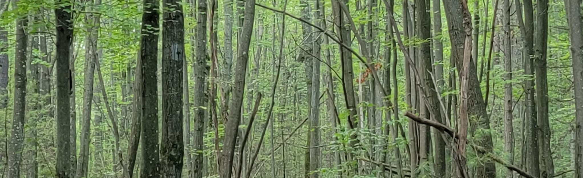 Ogemaw Hills North and South Full Loops | Map, Guide - Michigan | AllTrails