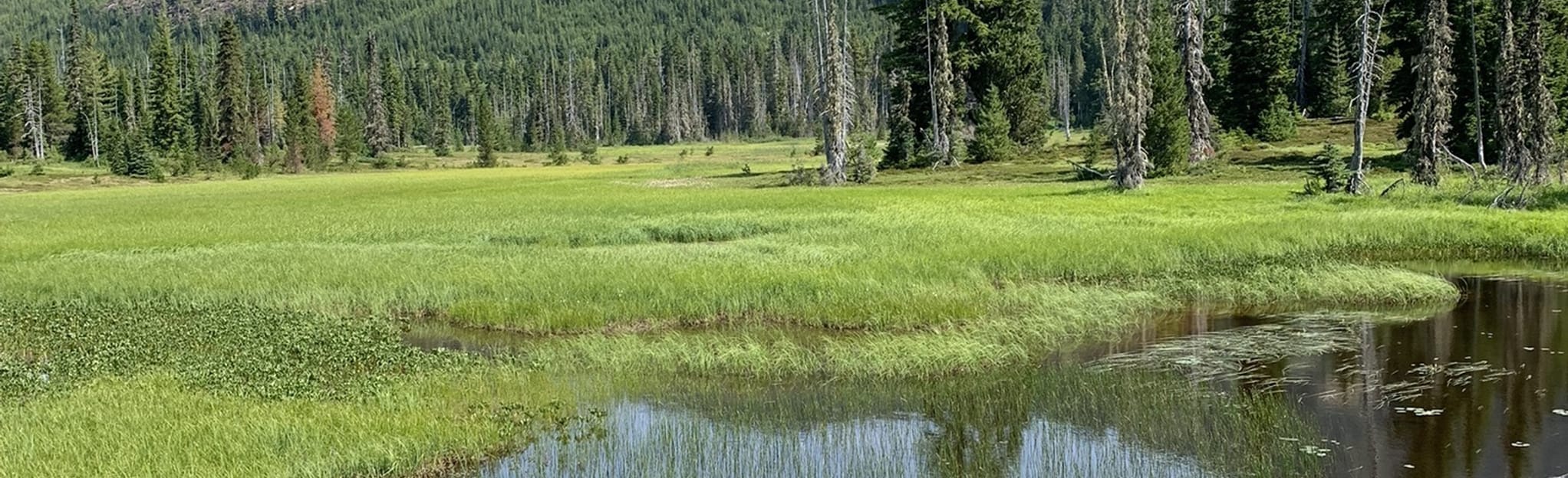 Paradise Meadows Loop Trail, British Columbia, Canada - 207 Reviews ...