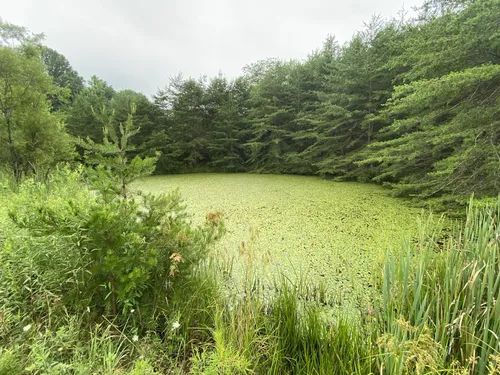 Best Hikes and Trails in Owen-Putnam State Forest | AllTrails