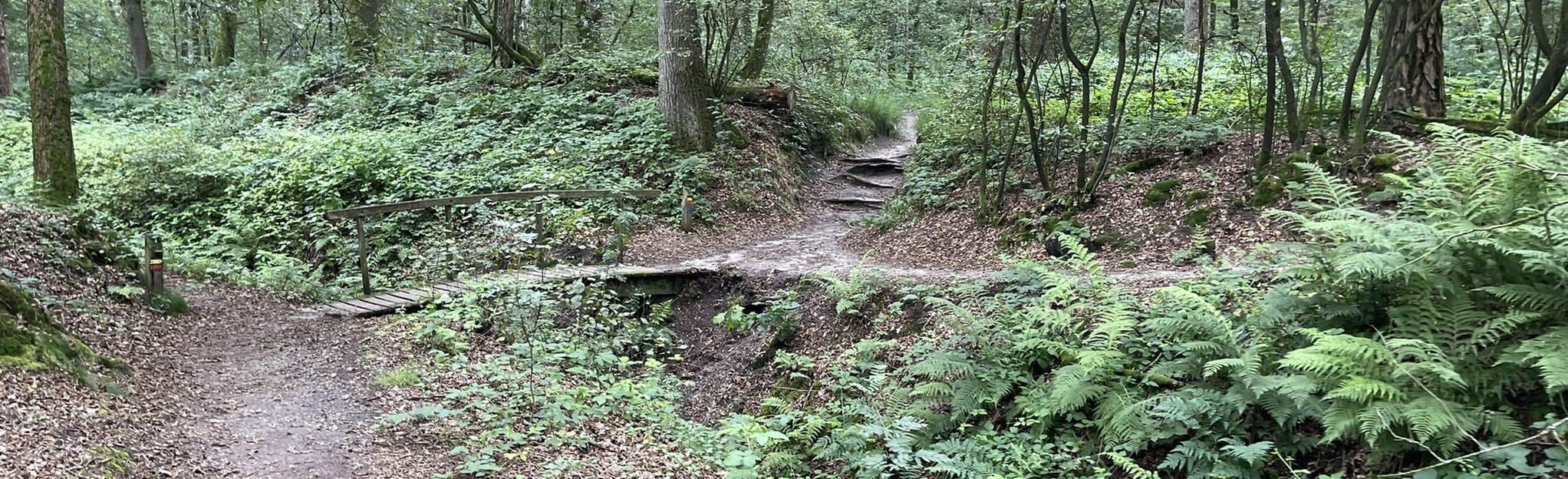 Wolfheze Gele Wandelroute: 67 foto's - Gelderland, Nederland | AllTrails