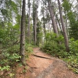 Lost '40' Trail, Minnesota - 137 Reviews, Map | AllTrails