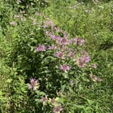 Point Ann Trail, Iowa - 78 Reviews, Map | AllTrails