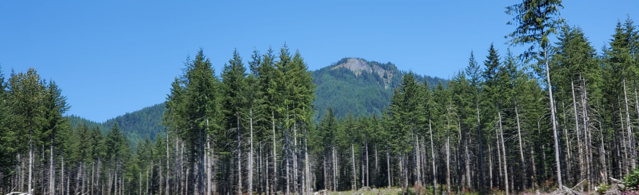 Mount Josephine High Landing OHV Trail, Washington - 7 Reviews, Map ...