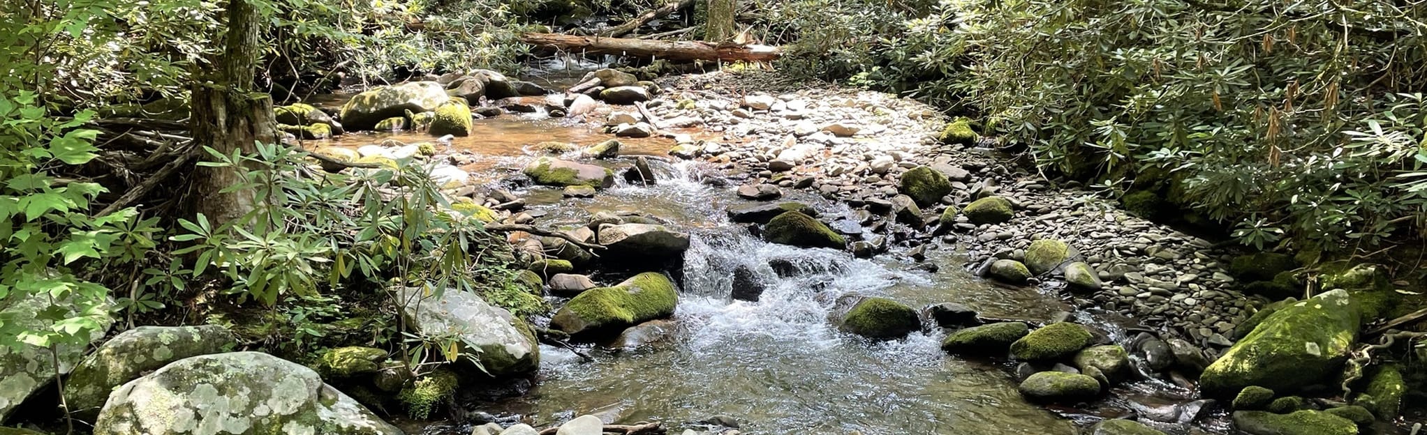 Anthony Creek, Bote Mountain, Lead Cove and Crib Gap Trail: 88 Reviews ...