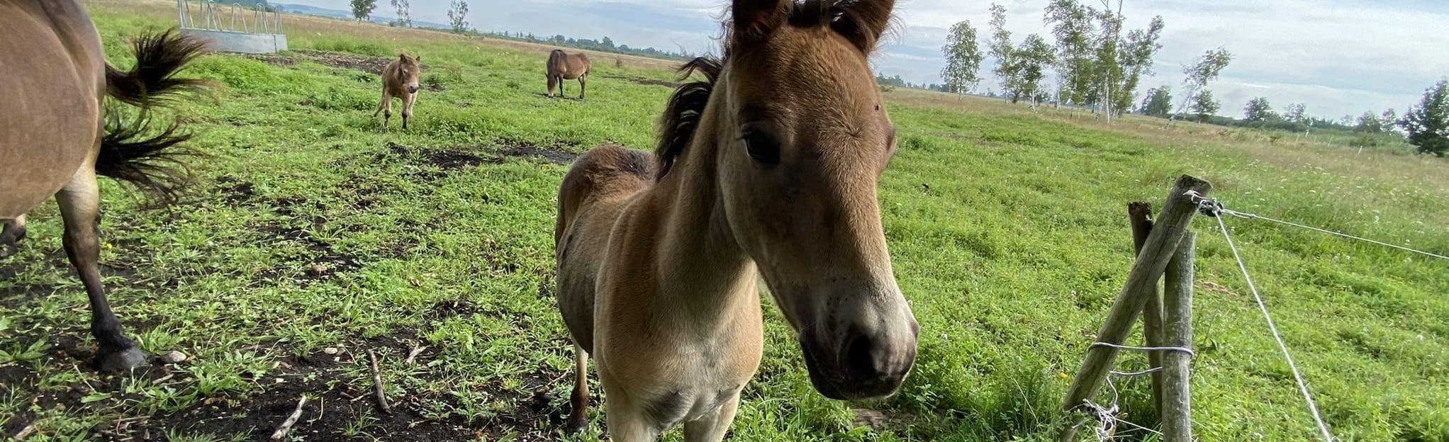 Von Riedheim zum Leipheimer Moos, Bavaria, Germany - 3 Reviews, Map ...