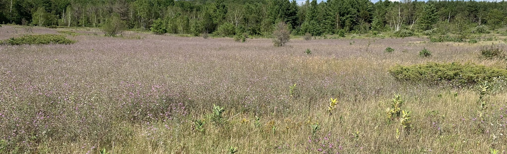 Hazel Bird Nature Reserve Trail: 139 foto's - Ontario, Canada ...