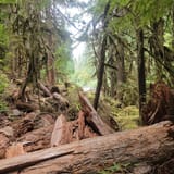 Shady Lane Trail, Washington - 139 Reviews, Map | AllTrails