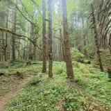 Shady Lane Trail, Washington - 161 Reviews, Map | AllTrails