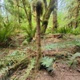 Shady Lane Trail, Washington - 161 Reviews, Map | AllTrails