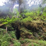 Shady Lane Trail, Washington - 161 Reviews, Map | AllTrails